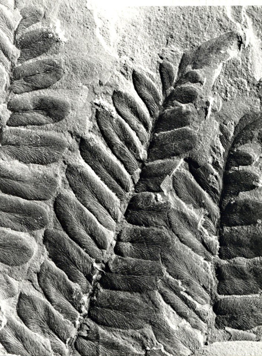 Z geologického depozitáře | Ostravské muzeum