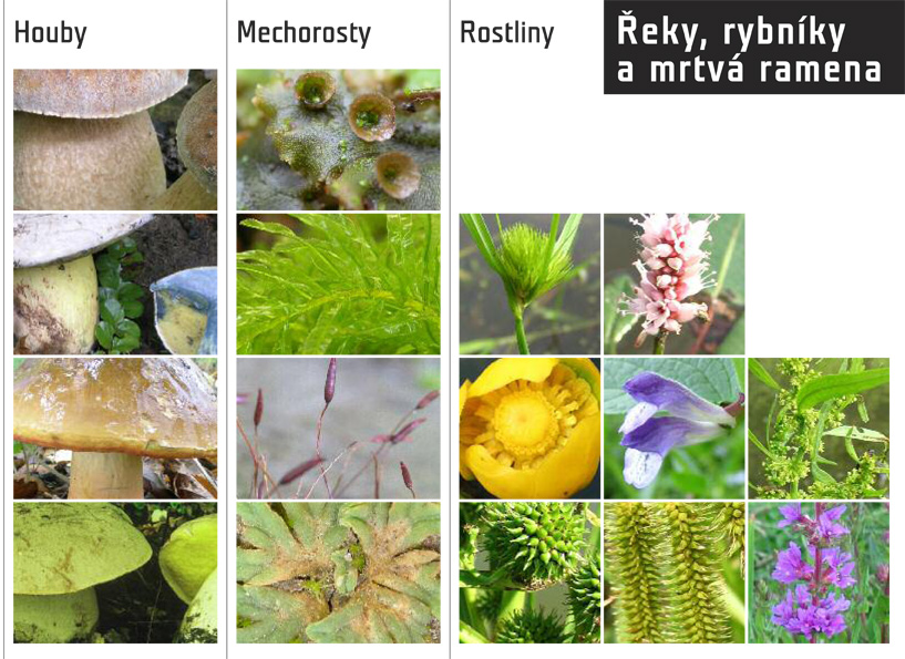 Řeky, rybníky a mrtvá ramena | Ostravské muzeum